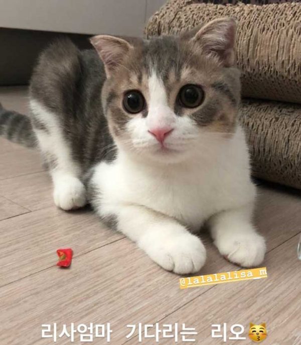 BLACKPINK Lisa Cats Name, Breed, Birthday: Leo, Luca, Lily, Louis