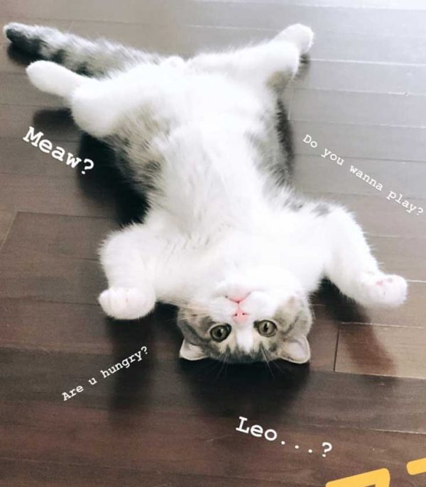 BLACKPINK Lisa Cats Name, Breed, Birthday: Leo, Luca, Lily, Louis
