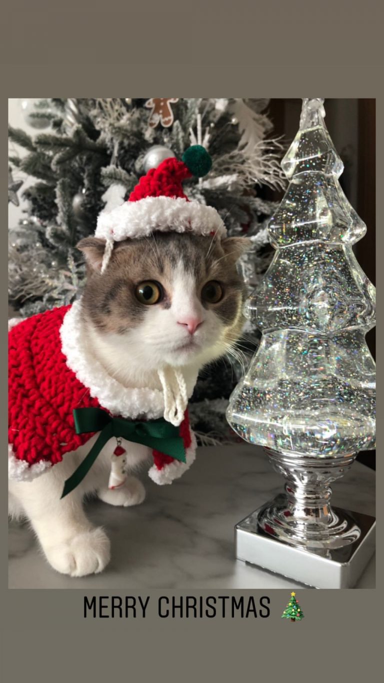 BLACKPINK Lisa Cats Name, Breed, Birthday: Leo, Luca, Lily, Louis