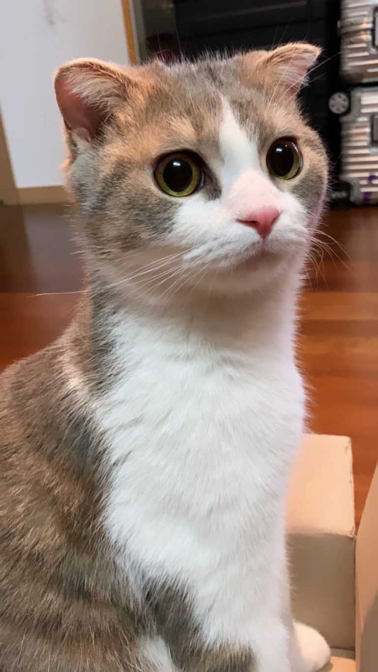 BLACKPINK Lisa Cats Name, Breed, Birthday: Leo, Luca, Lily, Louis