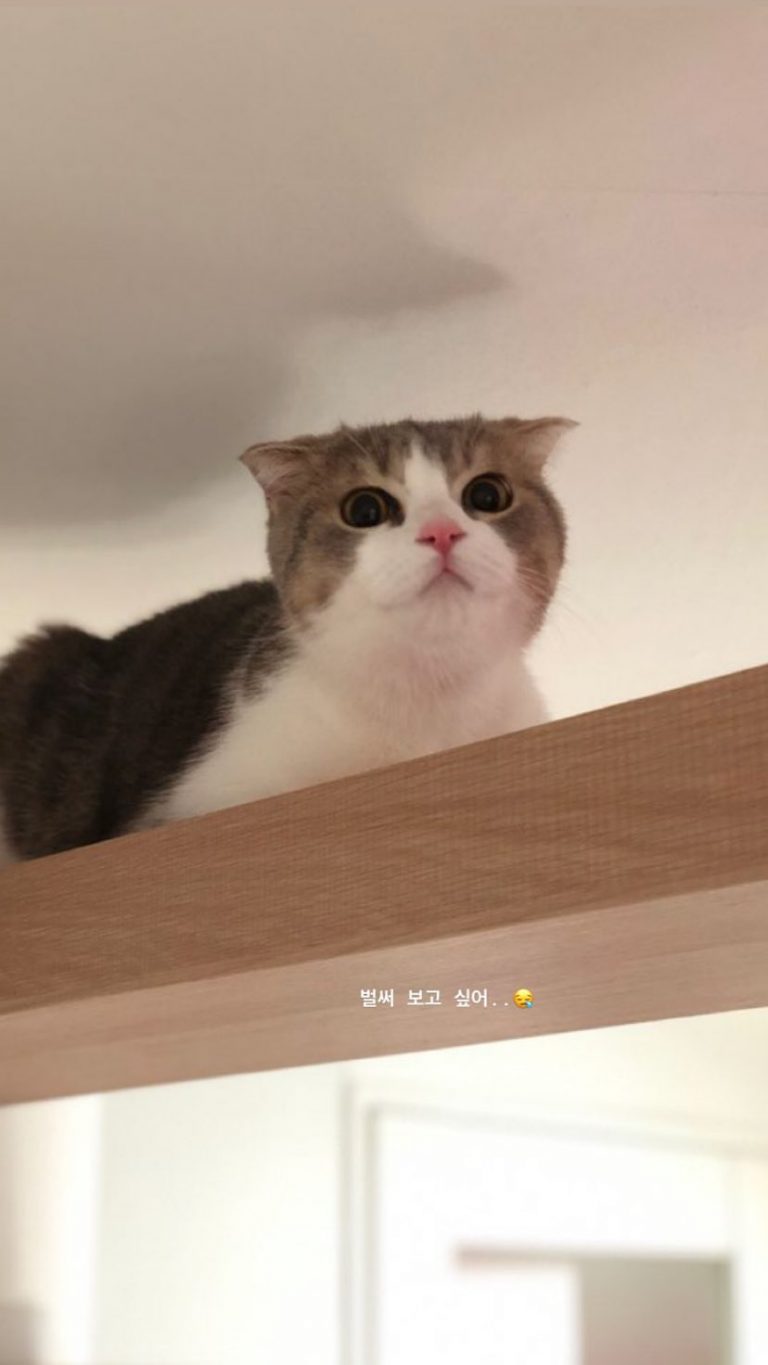 BLACKPINK Lisa Cats Name, Breed, Birthday: Leo, Luca, Lily, Louis