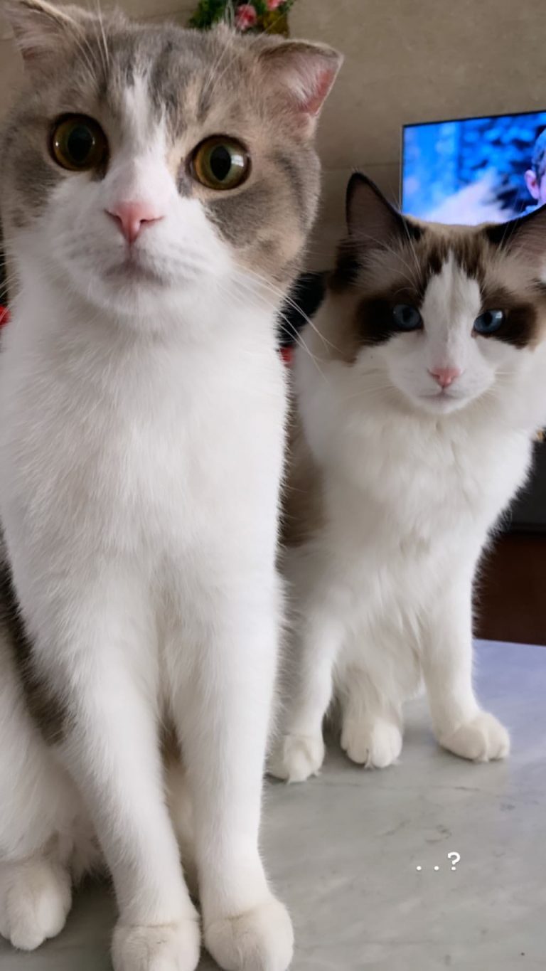 BLACKPINK Lisa Cats Name, Breed, Birthday: Leo, Luca, Lily, Louis