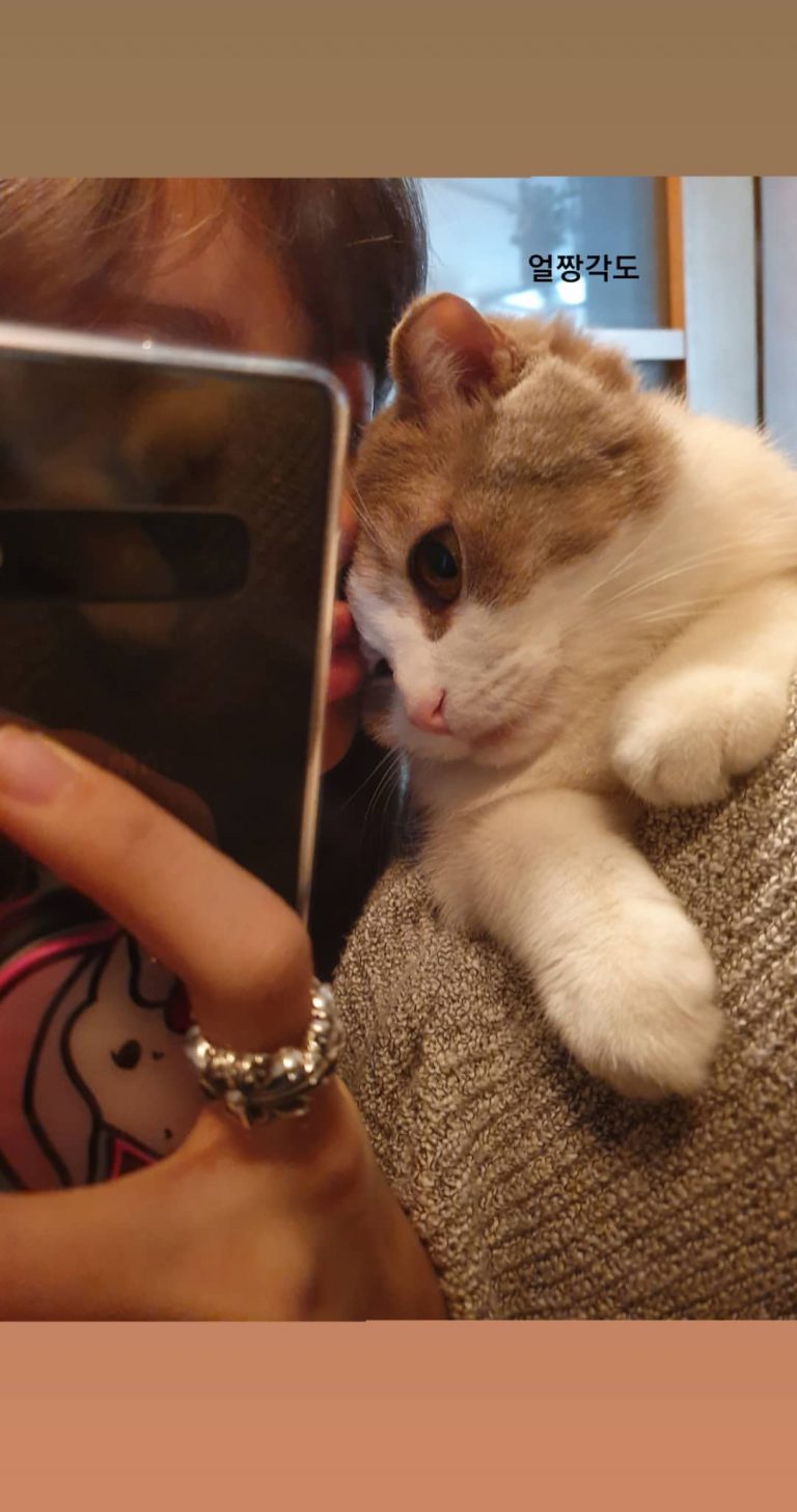 BLACKPINK Lisa Cats Name, Breed, Birthday: Leo, Luca, Lily, Louis