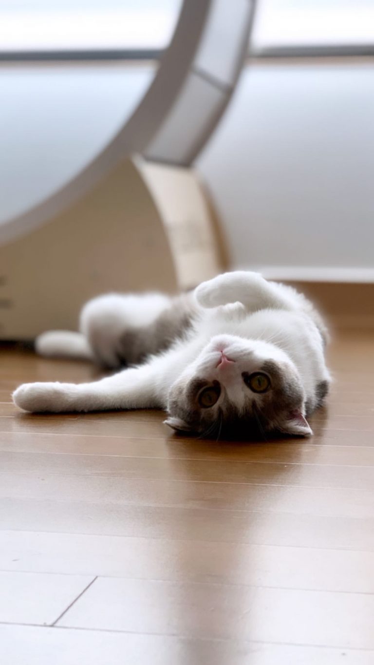 BLACKPINK Lisa Cats Name, Breed, Birthday: Leo, Luca, Lily, Louis