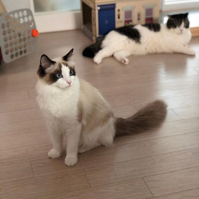 BLACKPINK Lisa Cats Name, Breed, Birthday: Leo, Luca, Lily, Louis