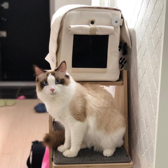 BLACKPINK Lisa Cats Name, Breed, Birthday: Leo, Luca, Lily, Louis