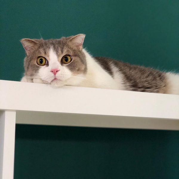 BLACKPINK Lisa Cats Name, Breed, Birthday: Leo, Luca, Lily, Louis