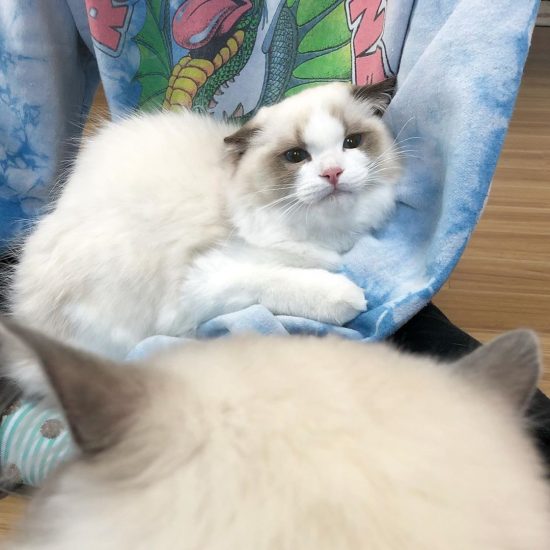 BLACKPINK Lisa Cats Name, Breed, Birthday: Leo, Luca, Lily, Louis