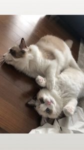 BLACKPINK Lisa Cats Name, Breed, Birthday: Leo, Luca, Lily, Louis