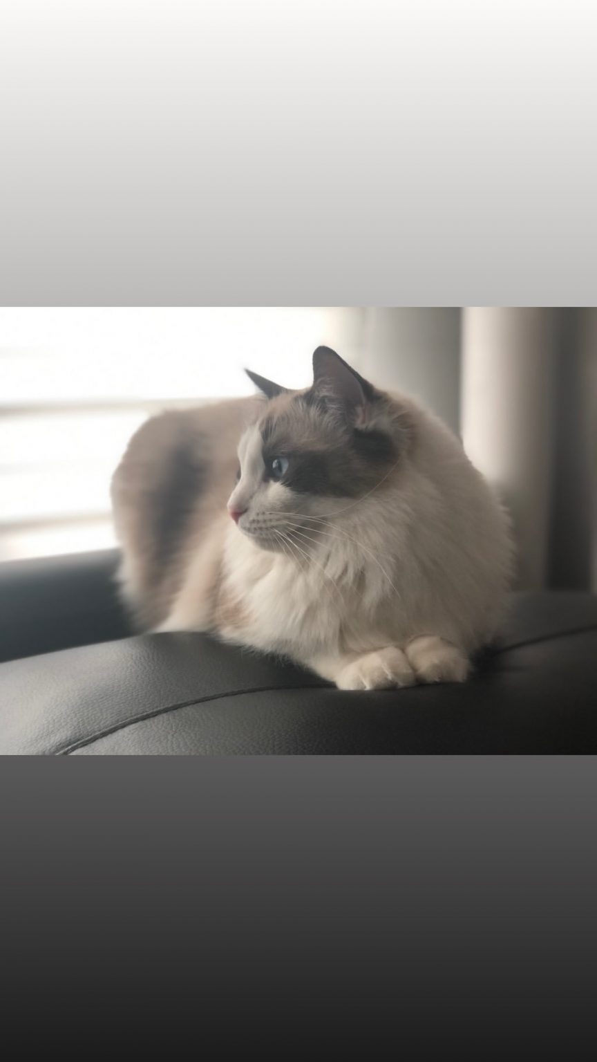 BLACKPINK Lisa Cats Name, Breed, Birthday: Leo, Luca, Lily, Louis